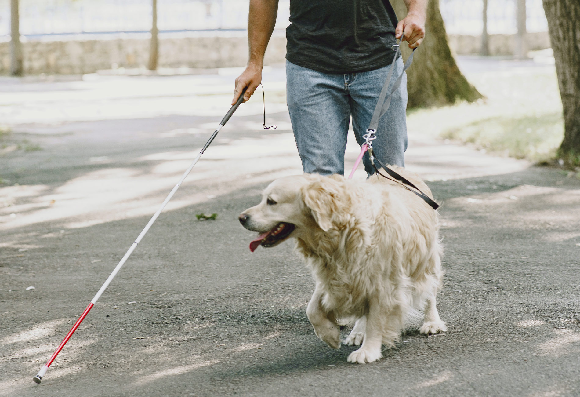 Golder Retriever: guiando tus pasos ※ Golden Can